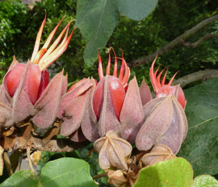 10 Pc Seeds Chiranthodendron Pentadactylon Flower, Devils Hand Tree ...