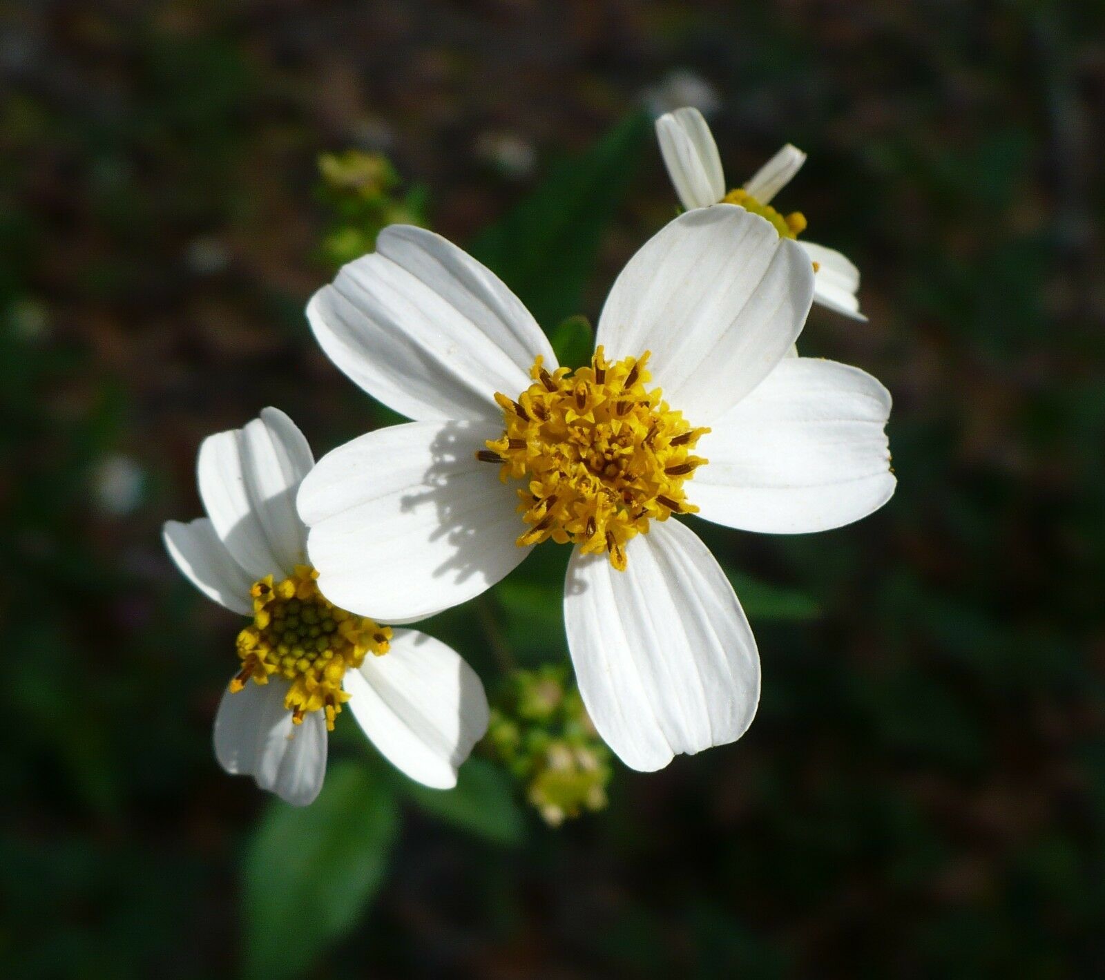 20 Seeds Spanish Needles Bidens Pilosa - Seeds & Bulbs