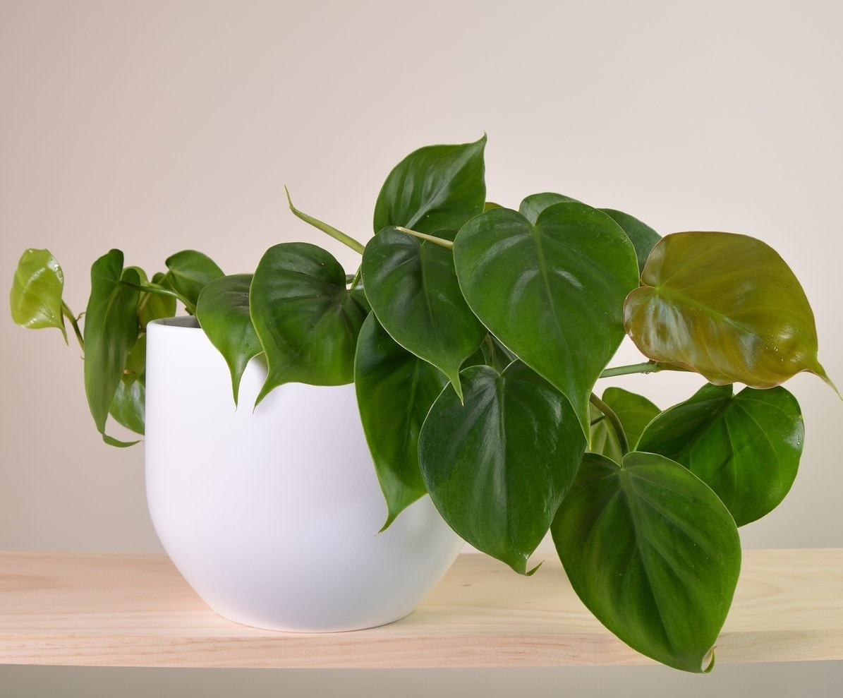 Starter Live Plant heartleaf philodendron heart shaped leaf vine plant ...