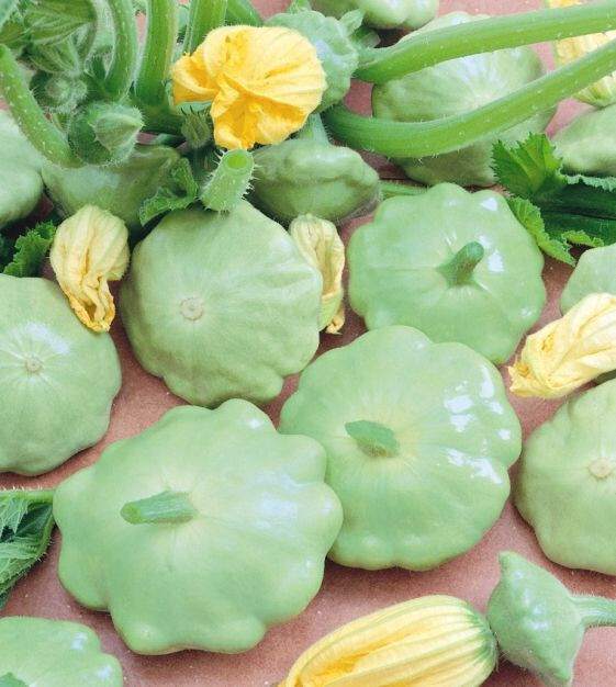 SYR 15 Bennings Green Tint Scallop Summer Squash Fast Growing - Seeds ...