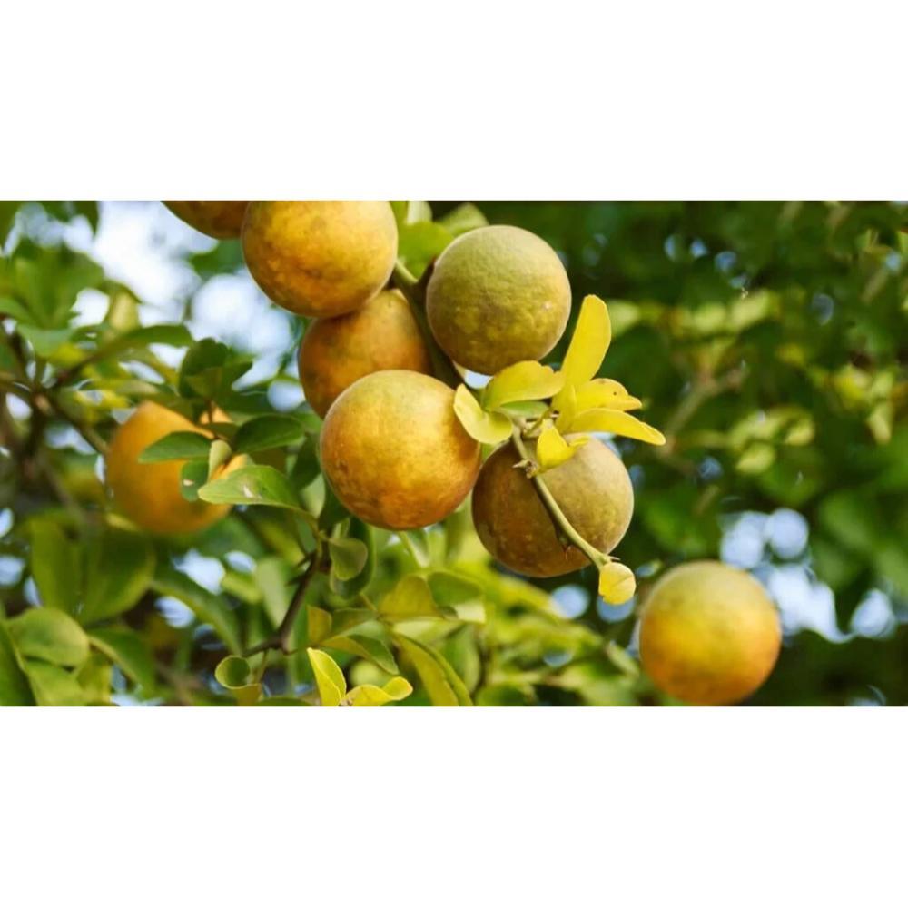 5+ Trifoliate Orange Seeds – Hardy Citrus Rootstock & Ornamental Tree ...
