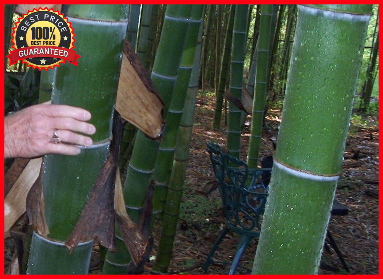 100 Seeds Fresh Giant Bamboo Seed with Instruction Dendrocalamus ...
