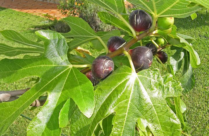 Violette du Bordeaux Fig Tree Ficus carica Plant Negronne Fig Bare root ...