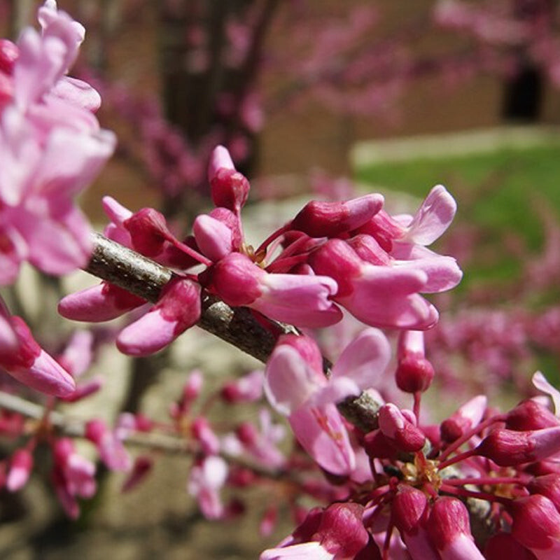 FMG Cercis Canadensis Eastern Red Bud Southern Redbud Zones 6 9 Tree ...
