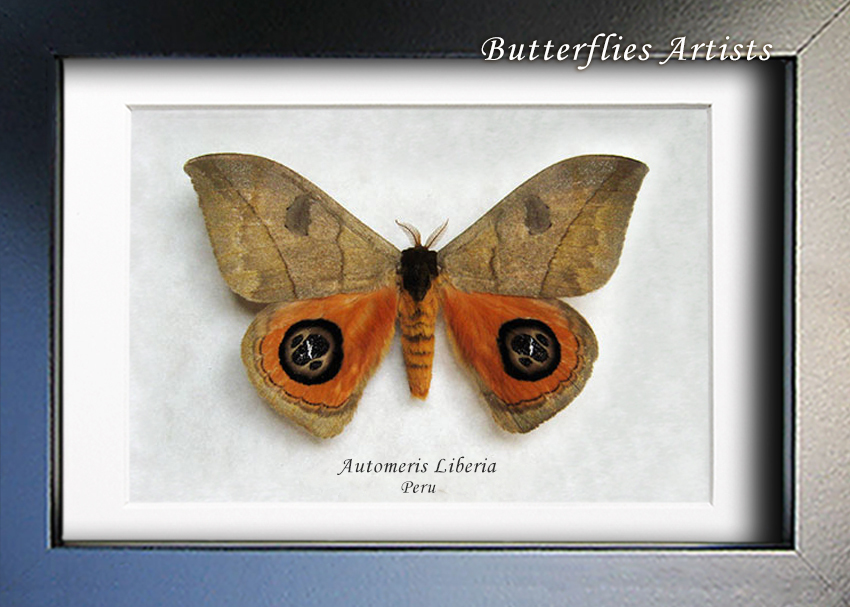 Real Saturn Moth Automeris Liberia Colorful Bullseye Framed Entomology ...