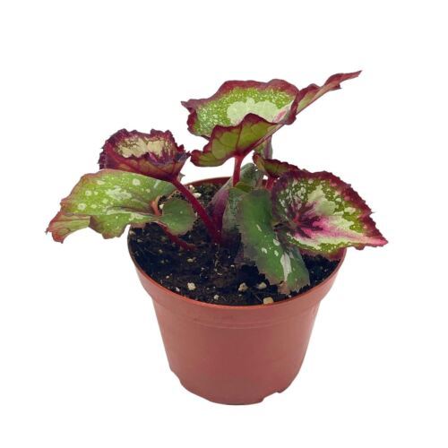 BubbleBlooms Harmony's First Kiss Begonia, 4 inch, Homegrown Exclusive ...