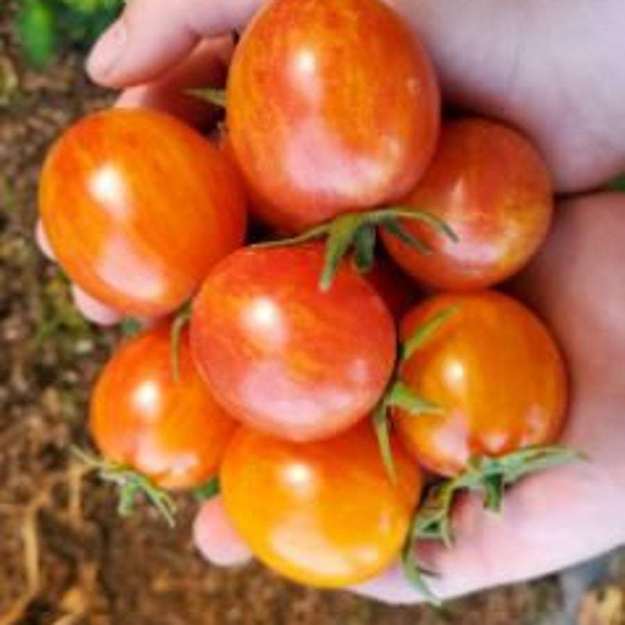 Sunrise Bumblebee Tomato Seeds Indeterminate Artesian Bumblebee Tomato ...