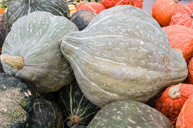 MX Blue Hubbard Winter Squash Seeds Non GMO New England Blue Hubbard ...