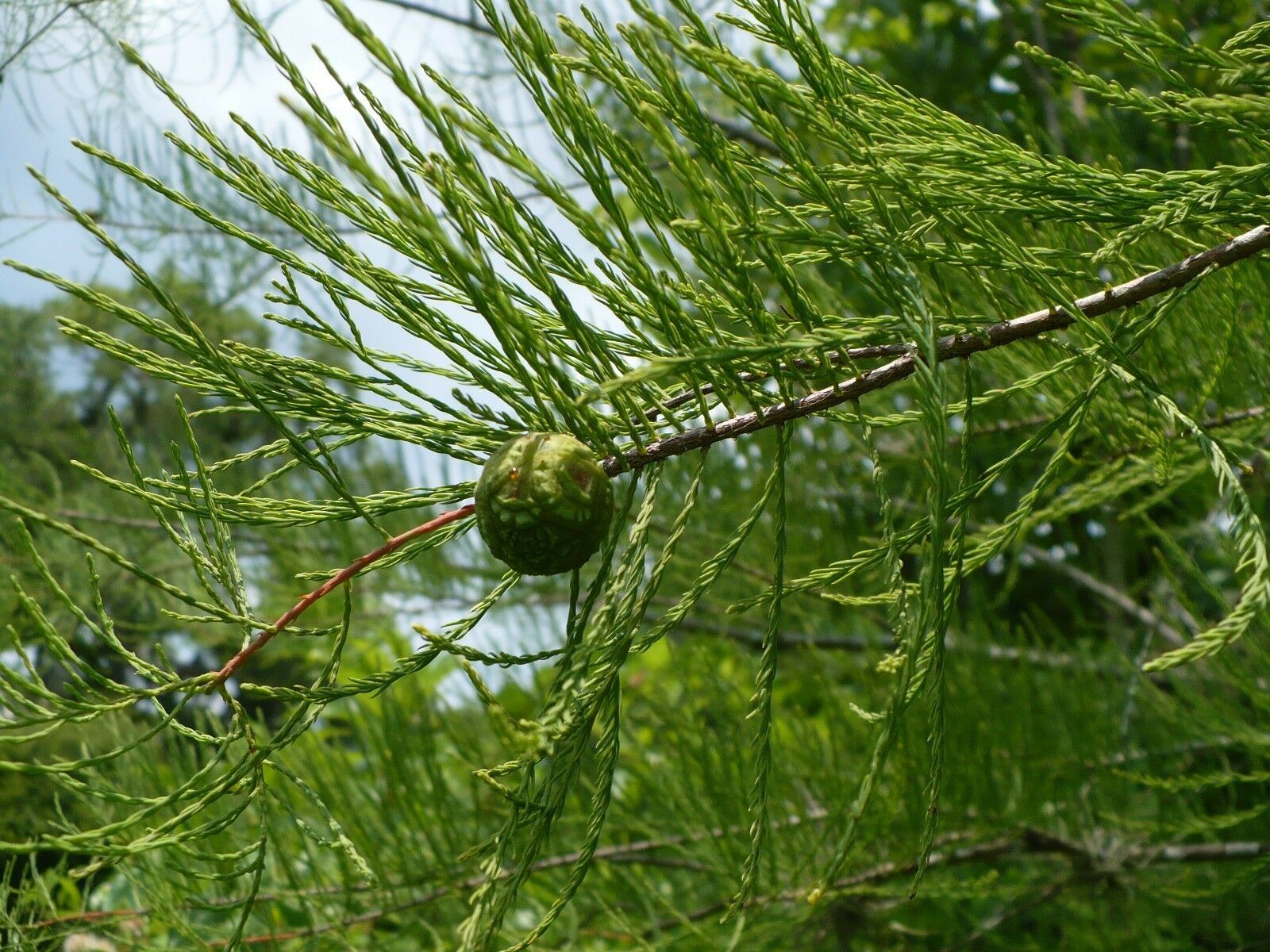 30 Seeds Pond Cypress Taxodium Ascendens - Seeds & Bulbs