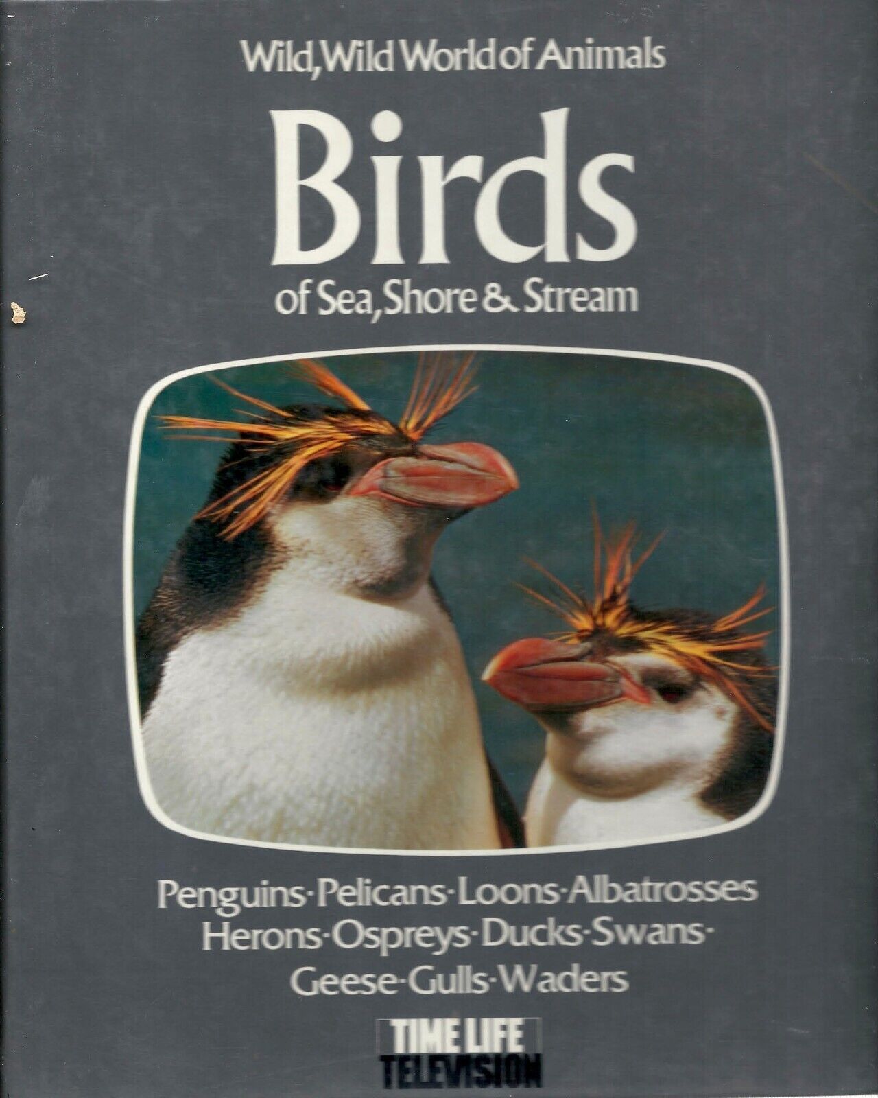 Wild, Wild World of Animals Birds of the Sea, Shore and Stream Time ...