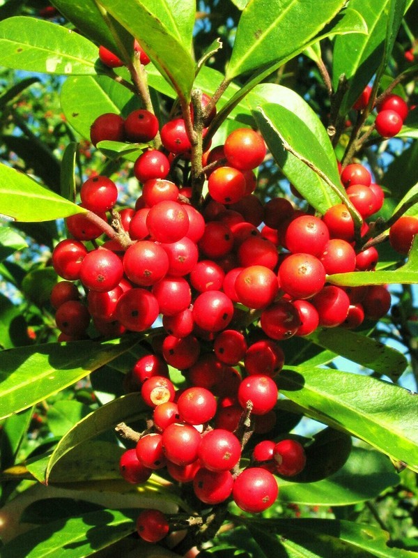 FMG Dahoon Holly Ilex Cassine Florida Tree Bonsai Shrub Seed 50 Seeds ...