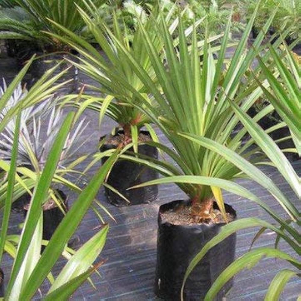 Fragrant Grass Seeds Annual Pandan Flower Potted Seeds 50 Pcs - Home ...