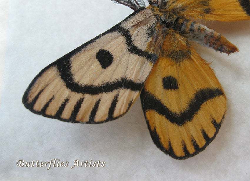 Real Sheep Moth Hemileuca Nuttalli Rare Framed Entomology Collectible ...