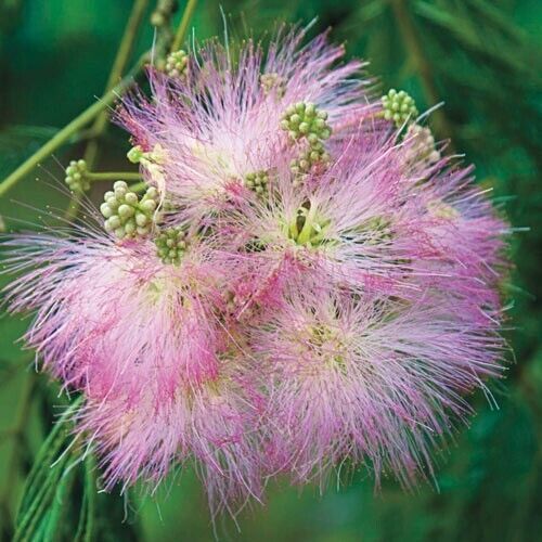 10+ Mimosa Silk Tree Seeds Powder Puff Albizia Julibrissin Flower Plant ...