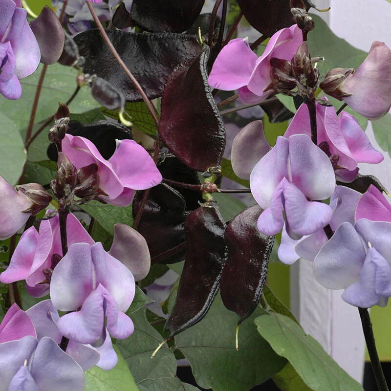HT Hyacinth Bean Ruby Moon 5 Seeds Garden Seeds - Seeds & Bulbs