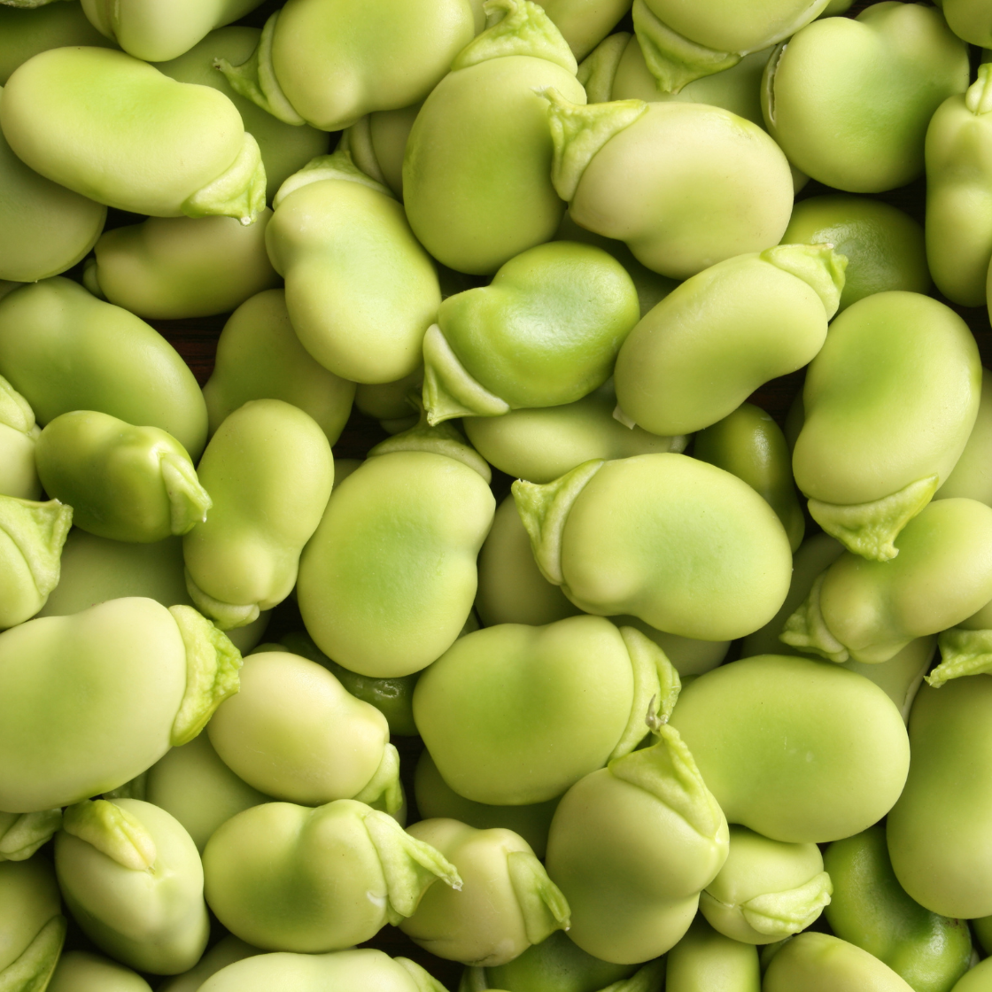 Green White Giant Broad Bean - 100 Seeds - Plants & Seedlings