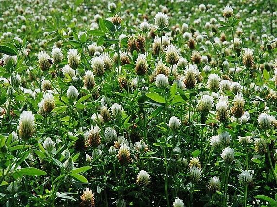 LD Trifolium Alexandrinum Egyptian Clover 100 Seeds Fast Growing ...