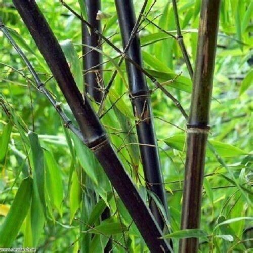 LKS 50 Zi Ran Zhu Bamboo Seeds Privacy Climbing Clumping Shade Screen ...