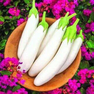 Eggplant Moon White Long Hybrid Vegetables, 700 Seeds - Other Plants ...