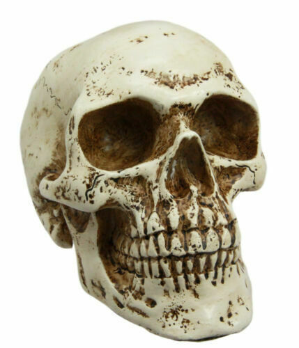 Homosapien Mini Skull Collectible Figurine 4.5"L Halloween Skeleton ...