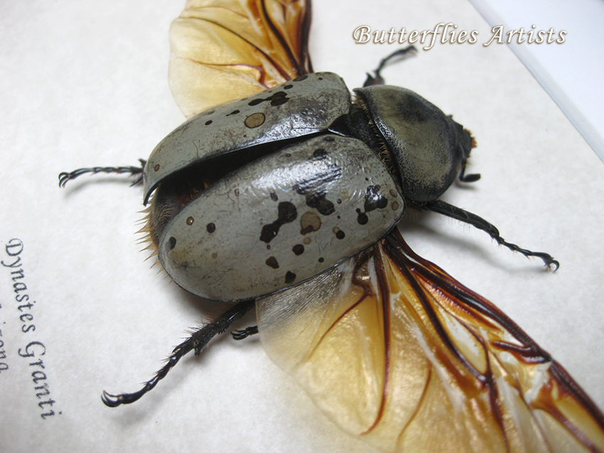 Dynastes Grantii Western Hercules Real Beetle Entomology Collectible ...