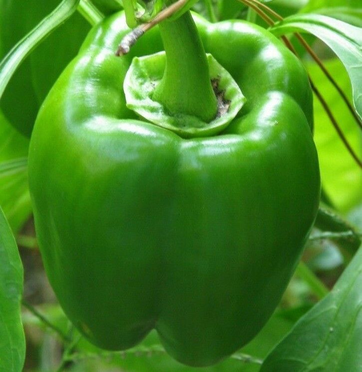 Guashi Store Green Bell Pepper Seeds 30 Emerald Giant Sweet Pepper Non ...