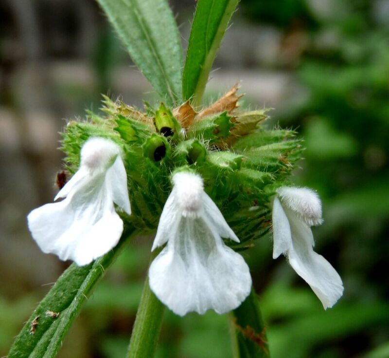 10 seeds leucas aspera - thumbai- garden herb - Seeds & Bulbs