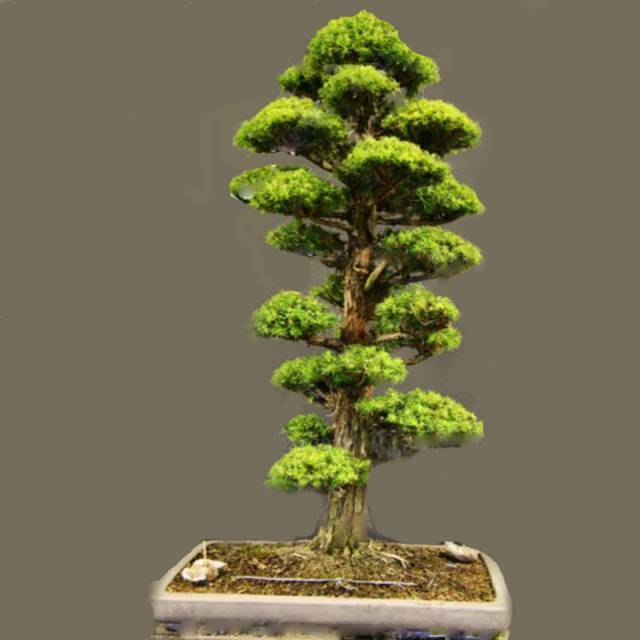 Evergreen Cedar Tree, 20 Seeds D - Seeds & Bulbs