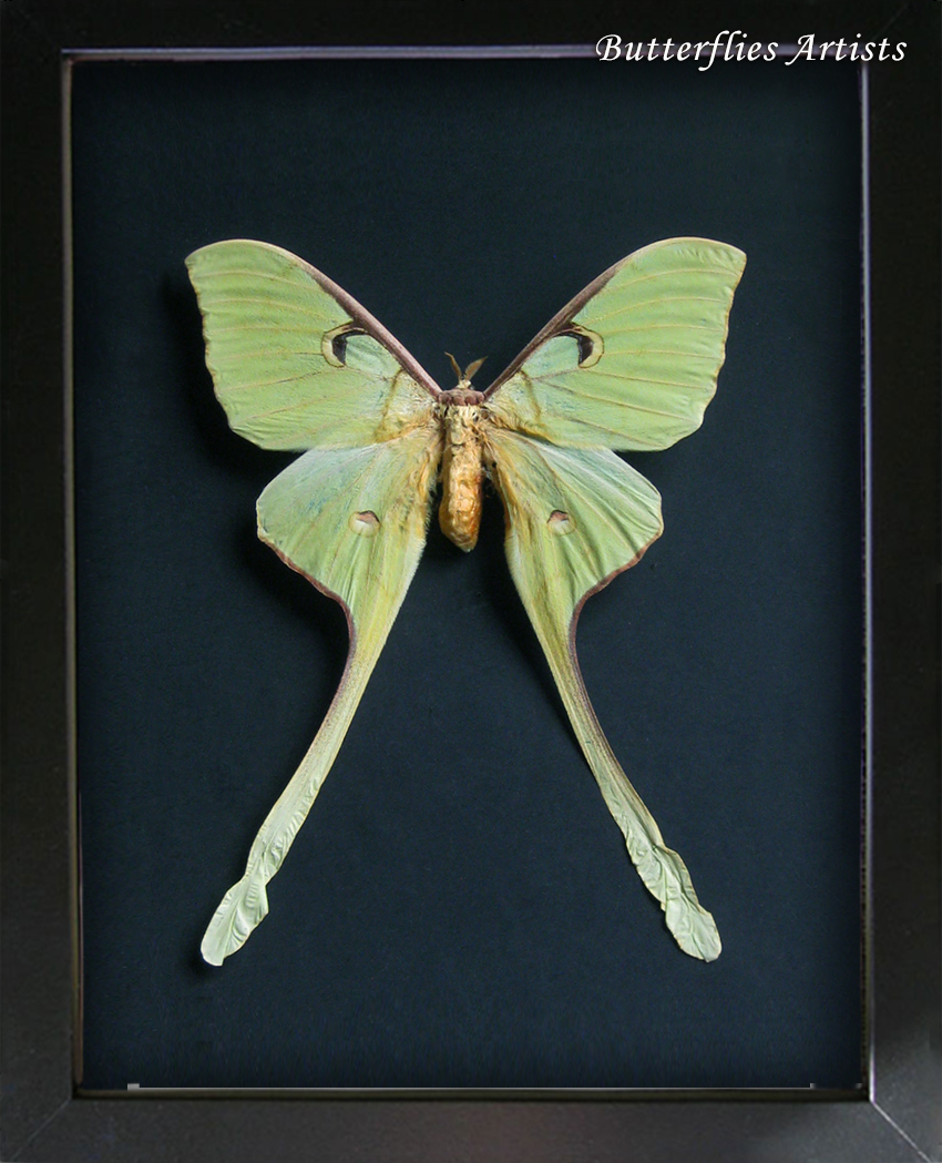 Actias Maenas XL Female Malaysian Moon Real Moth Framed Entomology ...