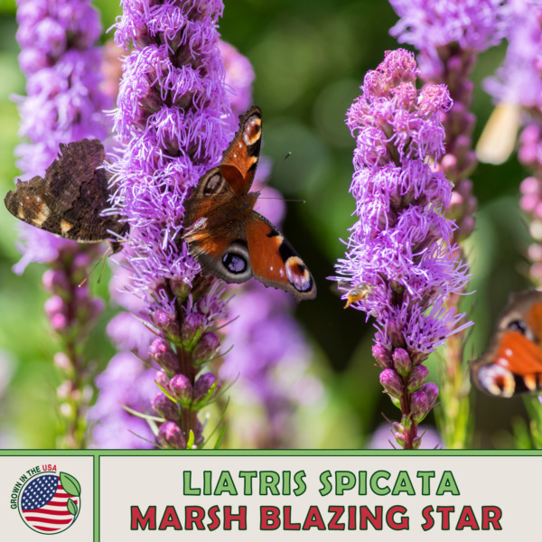 150 Marsh Blazing Star Seeds Liatris Spicata Native Bee & Butterfly Attractor Ho - Seeds & Bulbs