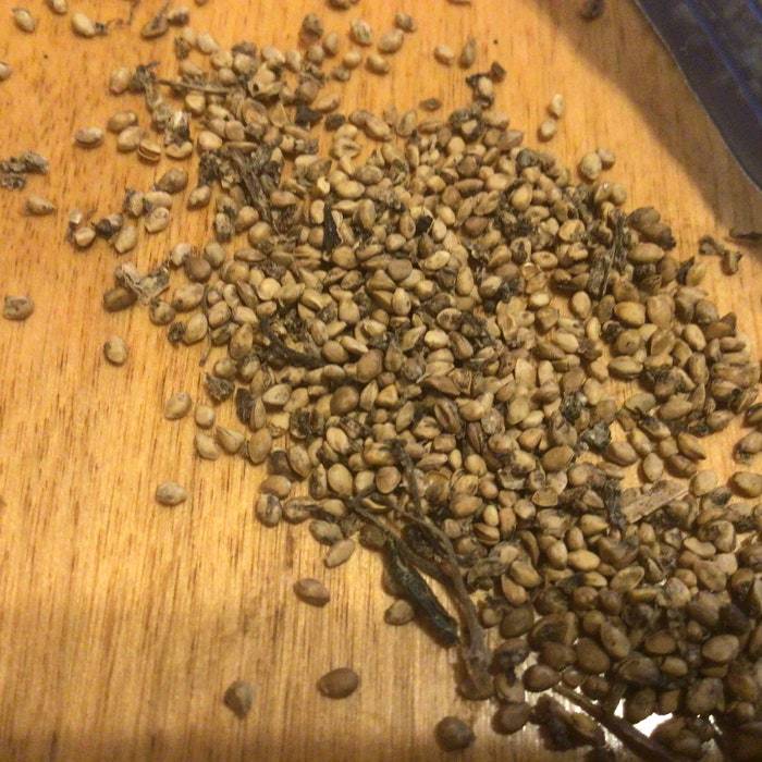 3 Types Of Mulberry Tree Seeds Randomly Chosen From What’S Available ...