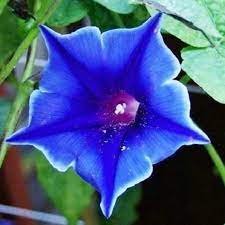 Blue Picotee Morning Glory 20 Seeds - Home & Garden