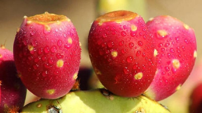 FMG Nopal Red Fruit Nopalina Nopalea Edible Cactus Sweet Juice Seed 100 ...