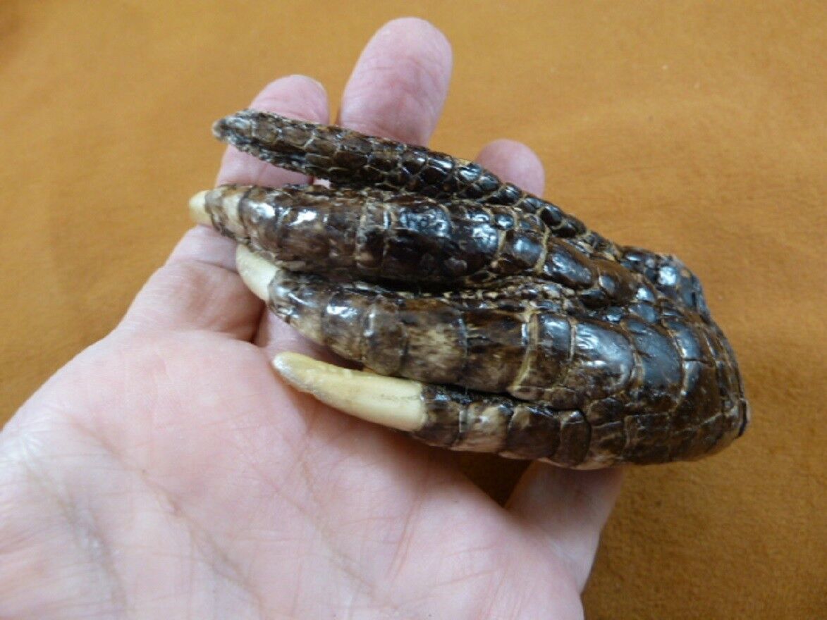 (G630-82) 4" RARE XL Gator FOOT PAW ALLIGATOR TAXIDERMY feet claw weird ...
