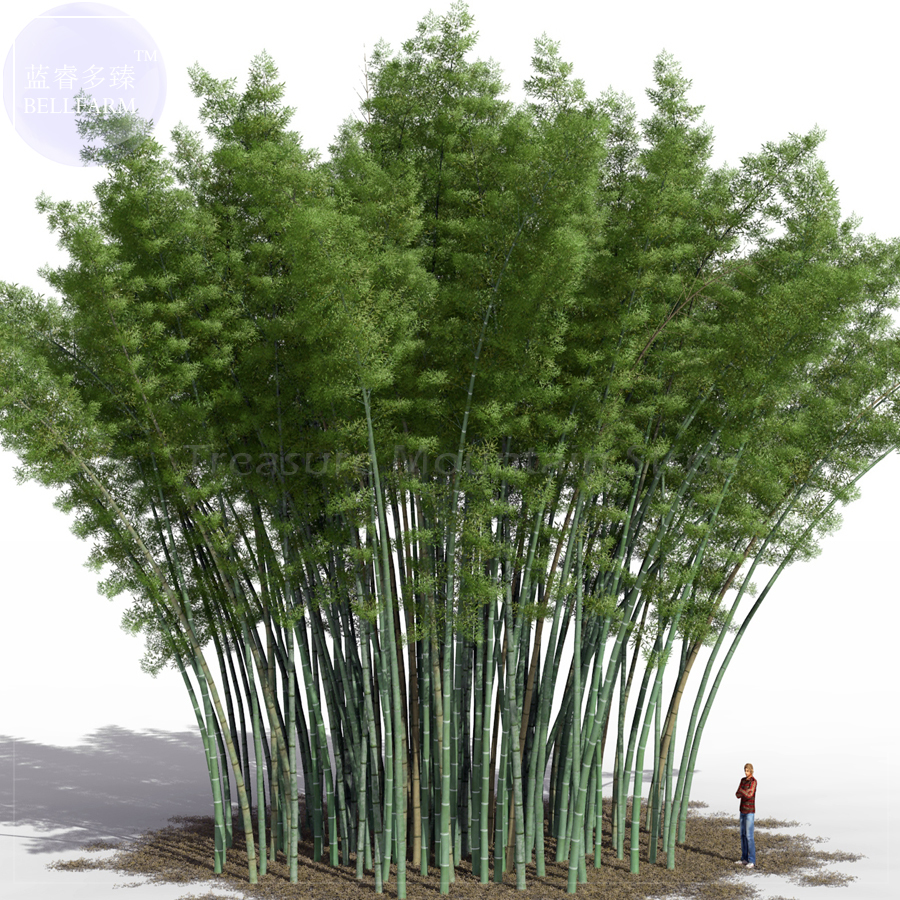 200 Huge Phyllostachys Pubescens Moso Bamboo Seeds Pack Produce Edible ...