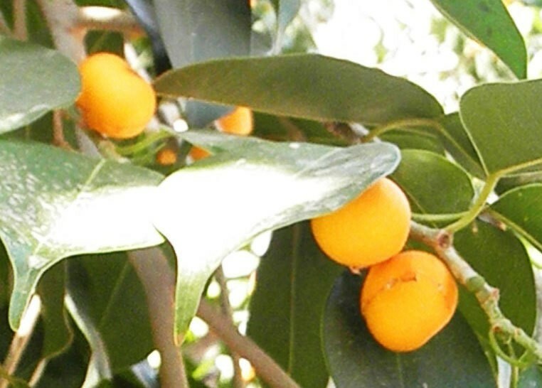 SDC Ficus Religiosa Sacred Fig Bodhi Tree Pippala Peepul Peepal 100 ...