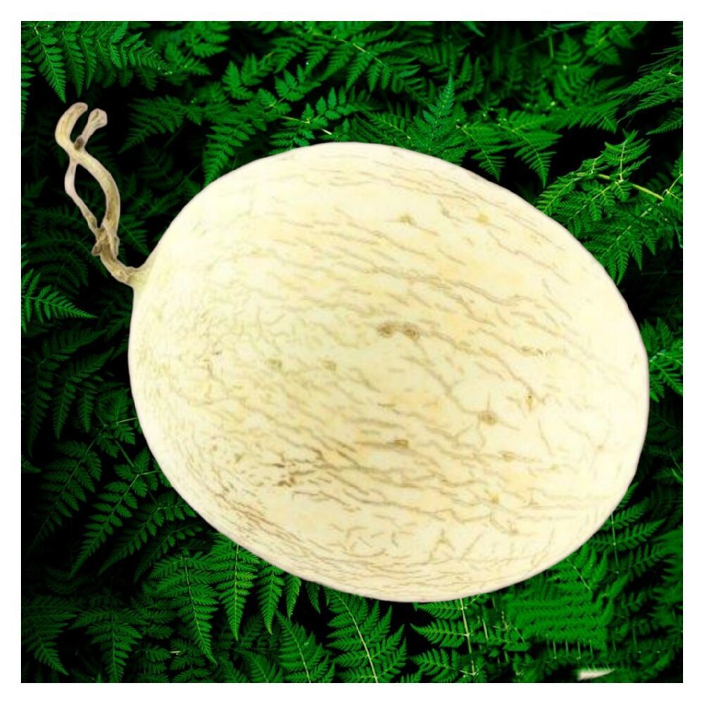 BStore Branco Do Ribatej Melon Seeds Non Gmo 19 Seeds Heirloom Melon ...