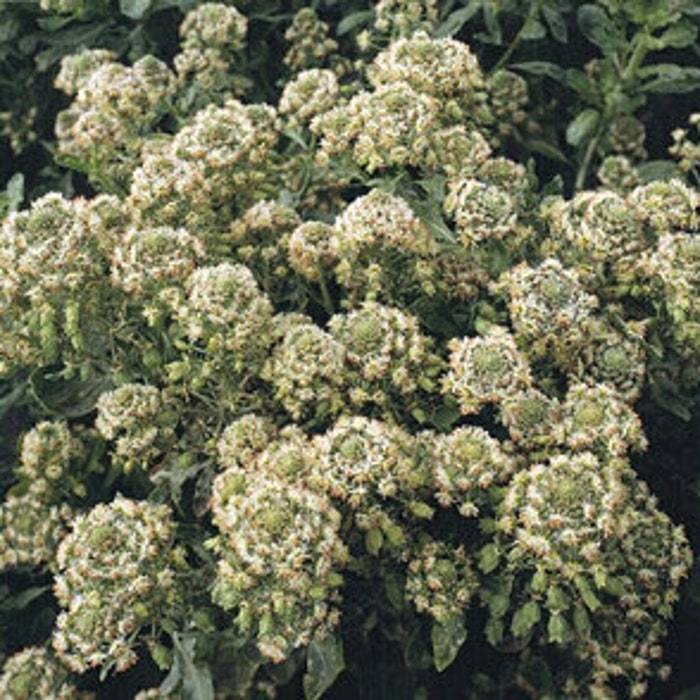 New Fresh Seeds Reseda Grandiflora Mignonette - Seeds & Bulbs