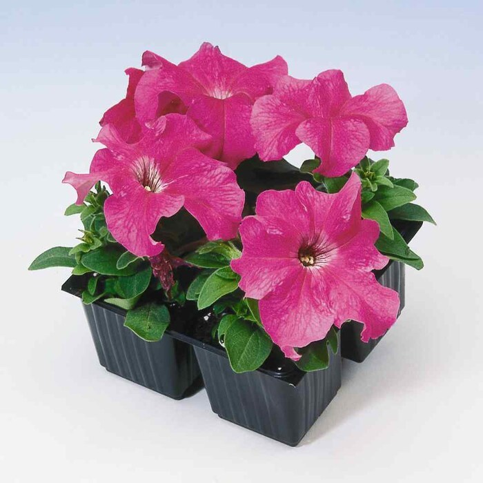 Petunia Graniflora Seeds Pink Petunia Flower Seed 500 Seeds Fresh Seeds ...