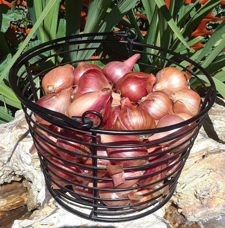 Shallot Sets 5 Bulbs Sweet Onion Multiplier Bulb Plant Starts Planting ...