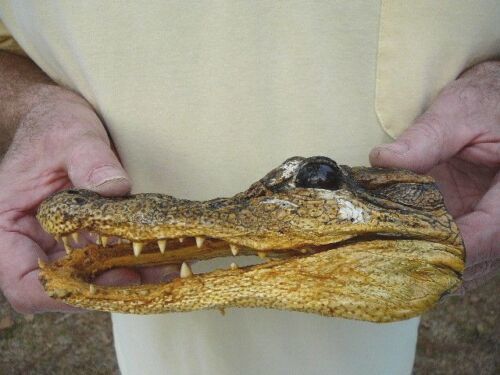 (G-Def-91) 6-1/8" Deformed Gator ALLIGATOR Aligator HEAD teeth ...