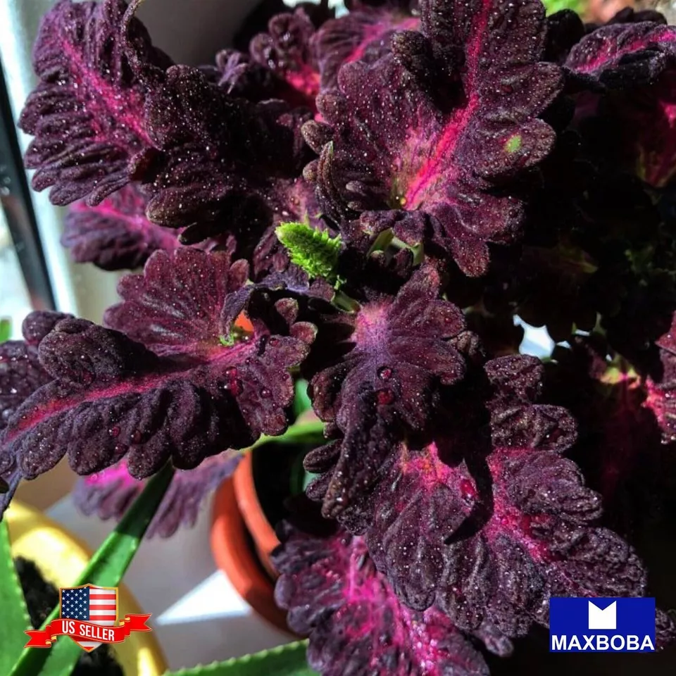 50 Black Dragon Coleus SEEDS - Seeds & Bulbs