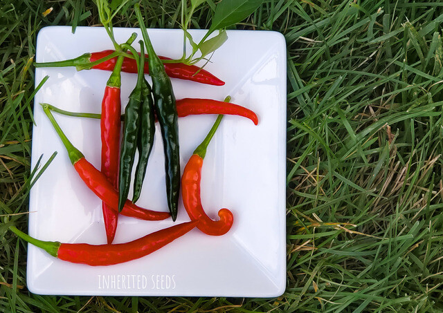 LKS Korean Dark Green Chilli Pepper Heirloom 50 Seeds Organic Home ...
