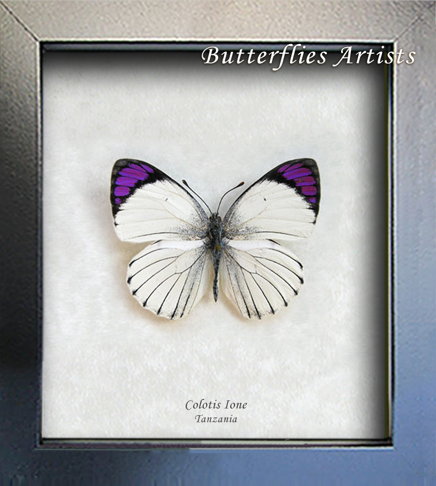 Colotis Ione Violet Tip Real Butterfly Framed Entomology Collectible ...