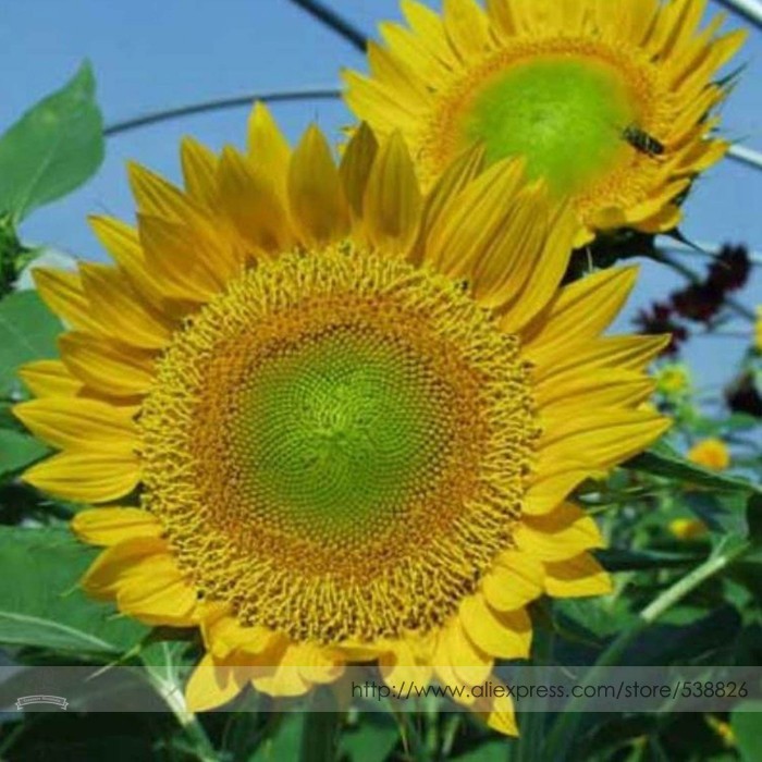 Sunbeam Ornamental Sunflower Seeds Pack 15 Seeds Seeds Bright As A ...