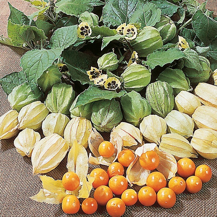 HT Cape Gooseberry 1000 Seeds Fresh This Season *Healthy* Garden Seeds ...