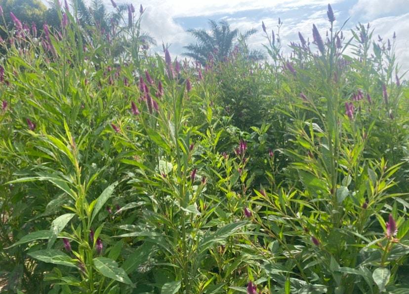 Lagos spinach, shoko, Nigerian spinach(Celosia argentea), 300 seeds for ...