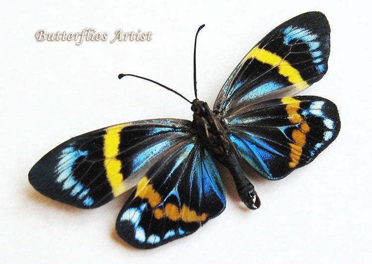 Real Day Flying Moth Eterusia Repleta Framed Entomology Collectible ...