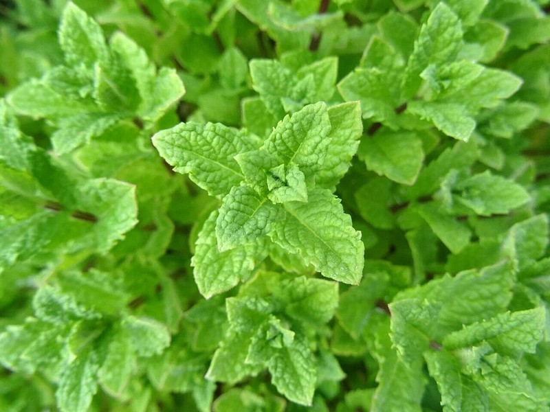 MX Peppermint Seeds Non GMO Herb Seeds Mint Seeds Mentha Spicata Bulk ...