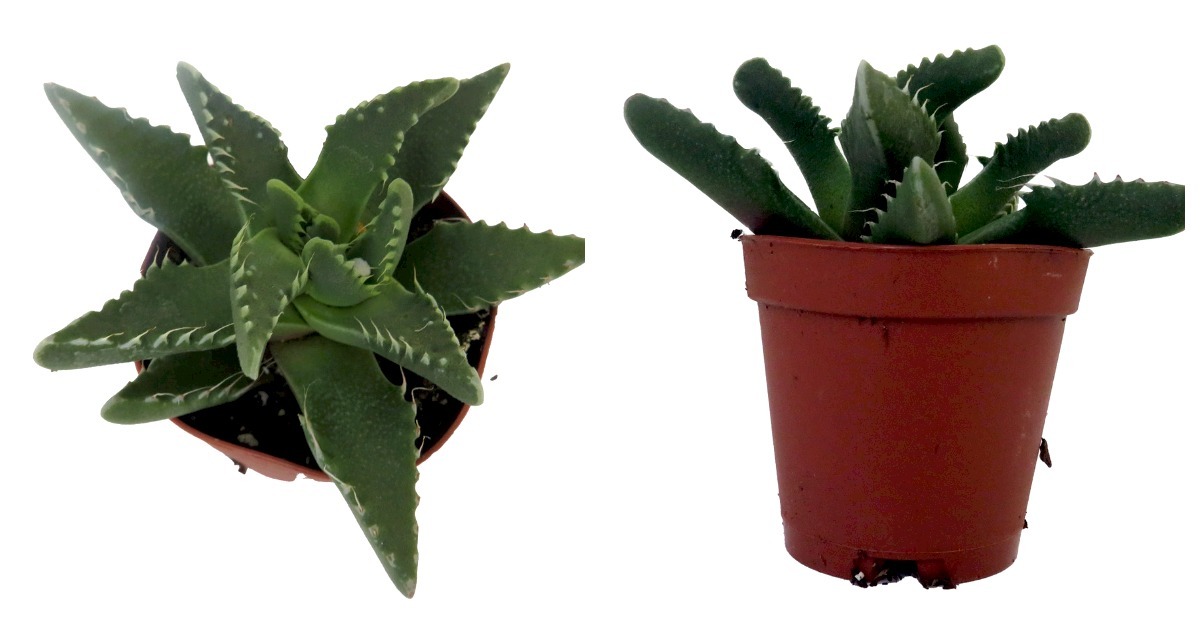 Live Plant - Tiger Jaws Plant - Faucaria tigrina - 2" Pot - Plants ...